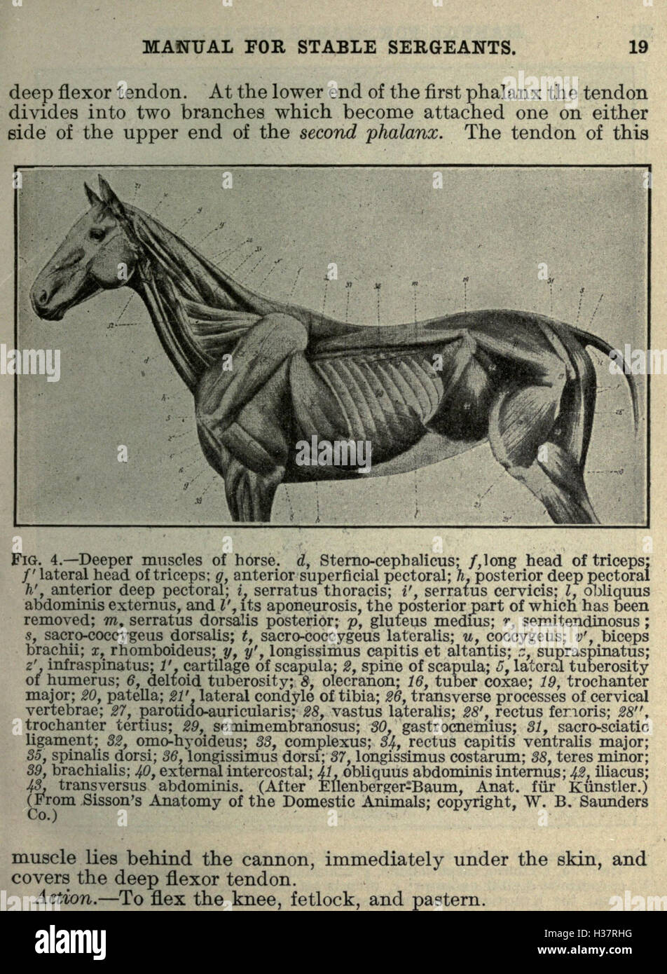 This manual provides practical guidelines for stable sergeants ...