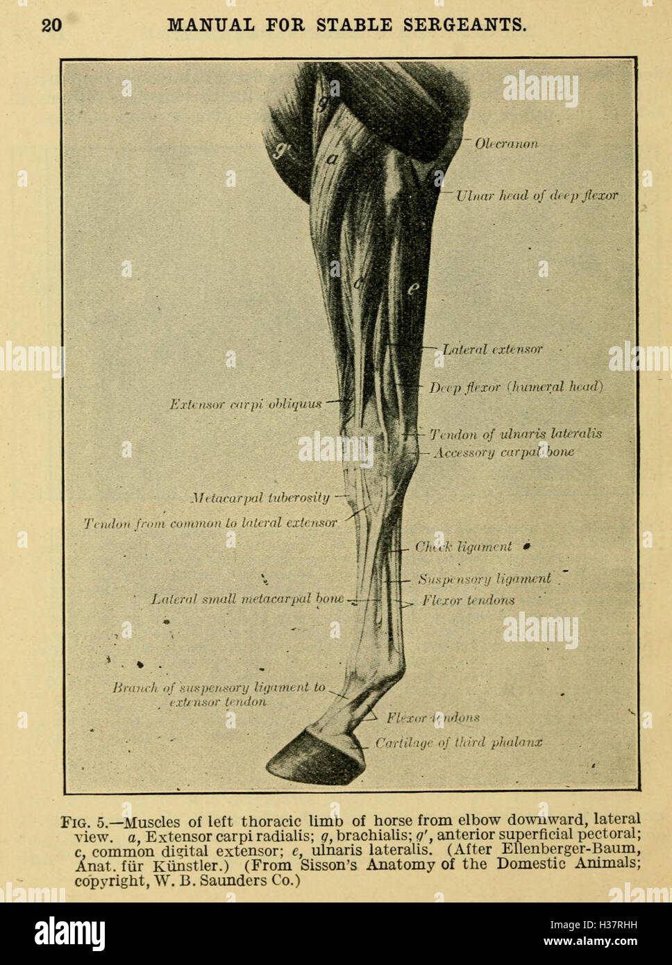 This manual provides instructions for stable sergeants on horse care ...