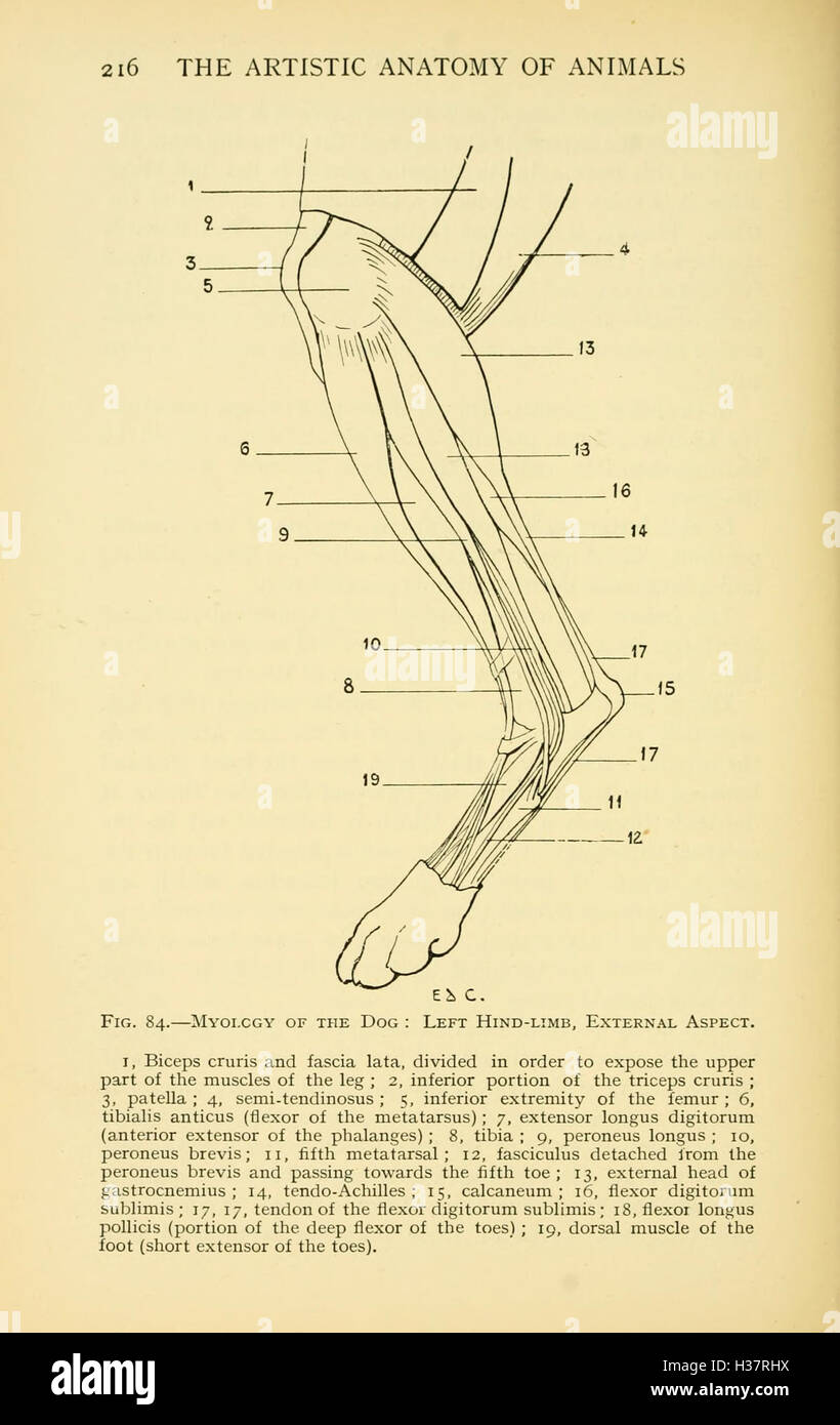 A study of the anatomical structures of various animals, highlighting ...