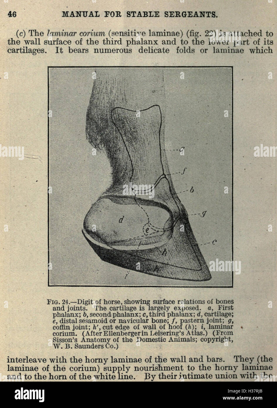 This manual provides guidelines for stable sergeants in managing horse ...