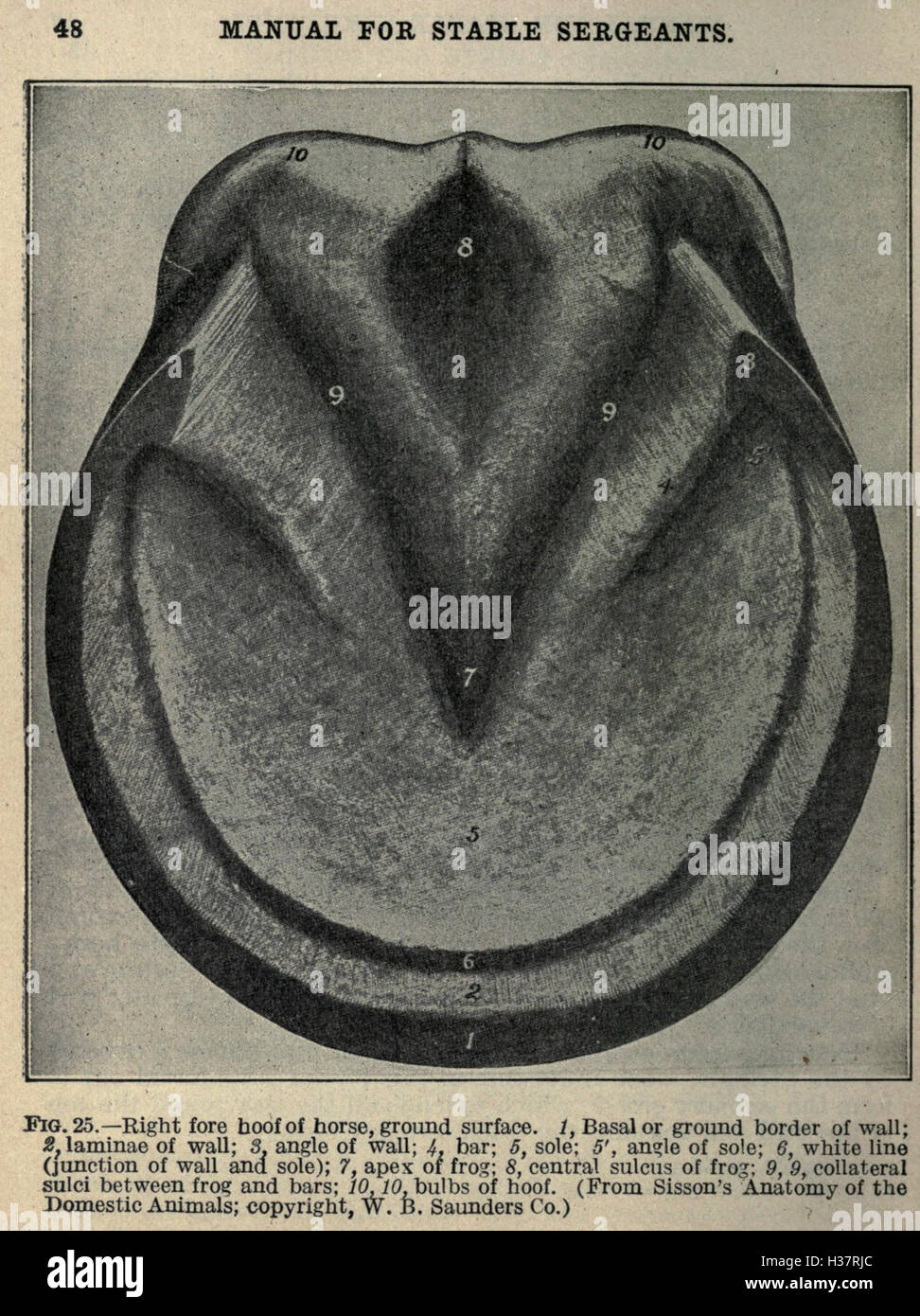 This manual provides guidance for stable sergeants on the proper management and care of horses ...