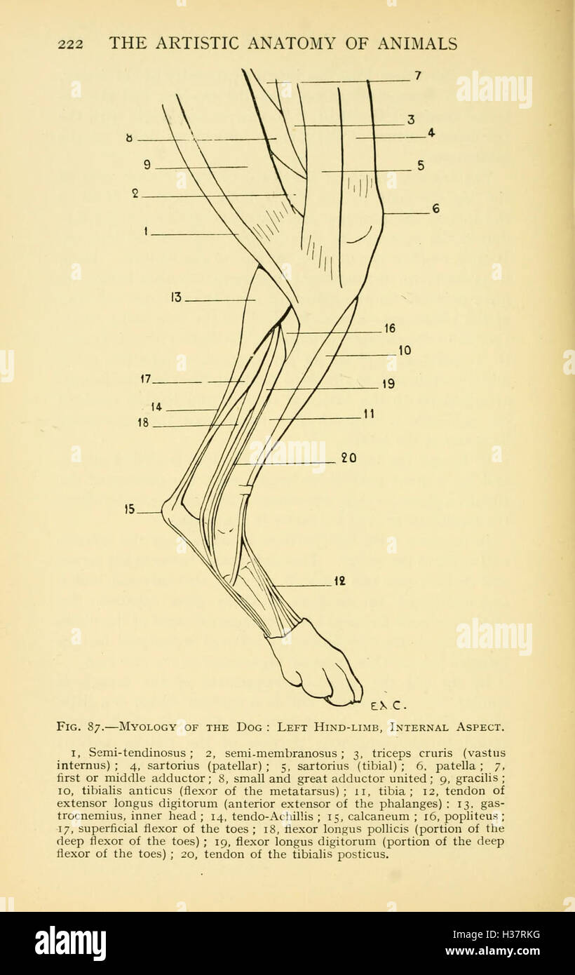 'Artistic Anatomy of Animals' provides detailed depictions of animal ...