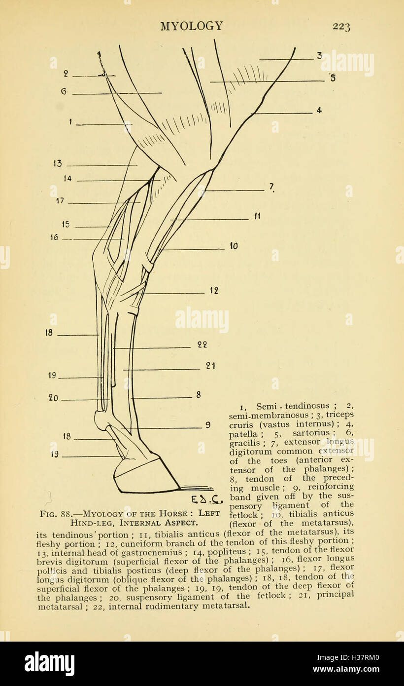This text presents the study of animal anatomy through an artistic lens ...
