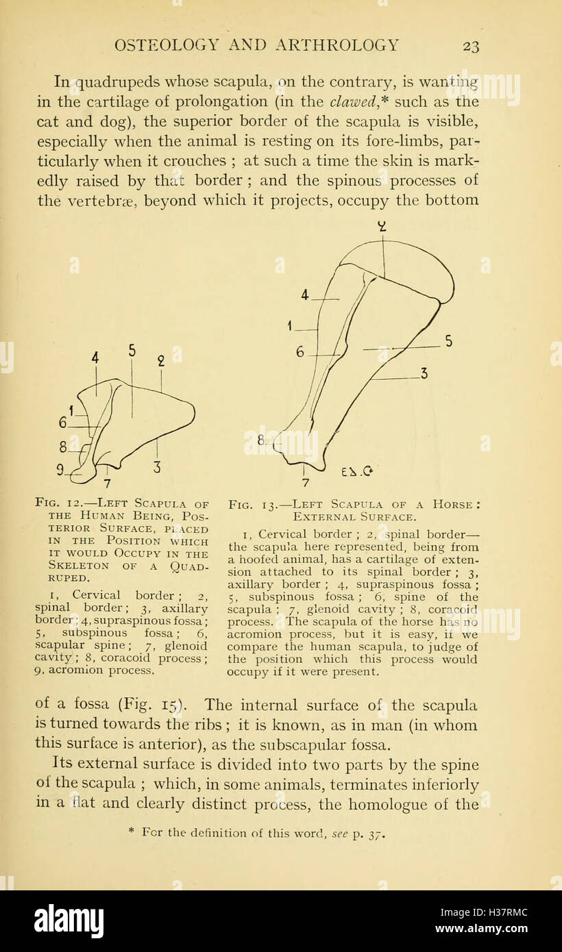 This work explores the artistic representation of animal anatomy ...