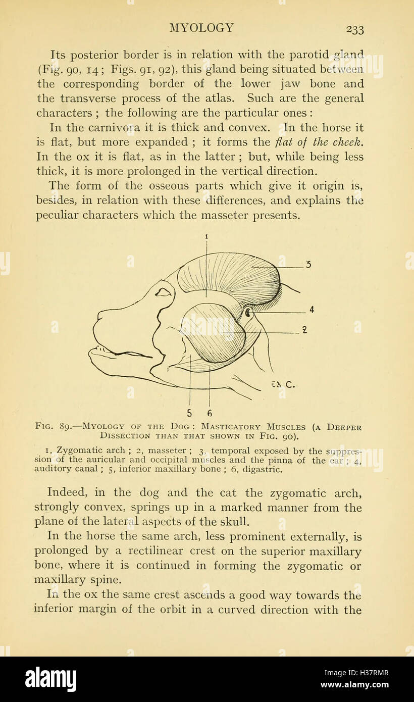 This work focuses on the detailed anatomical structure of animals ...
