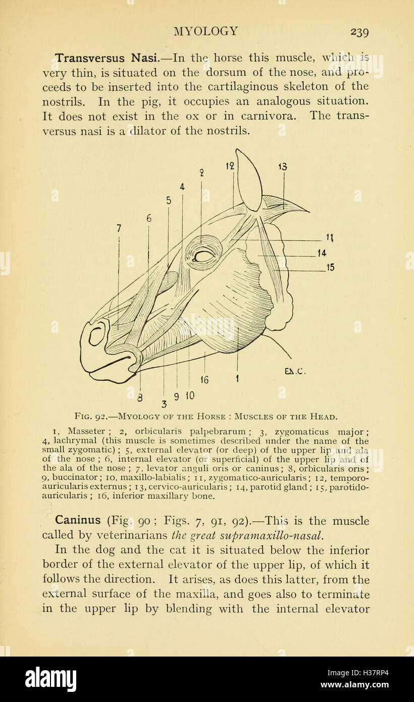 This page explores the artistic representation of animal anatomy ...