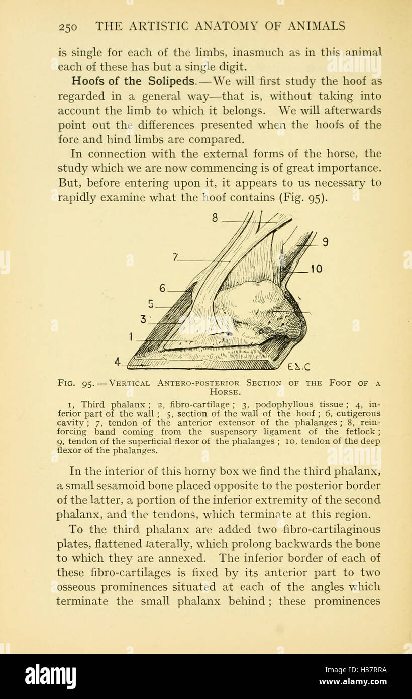 This book focuses on the artistic representation of animal anatomy ...