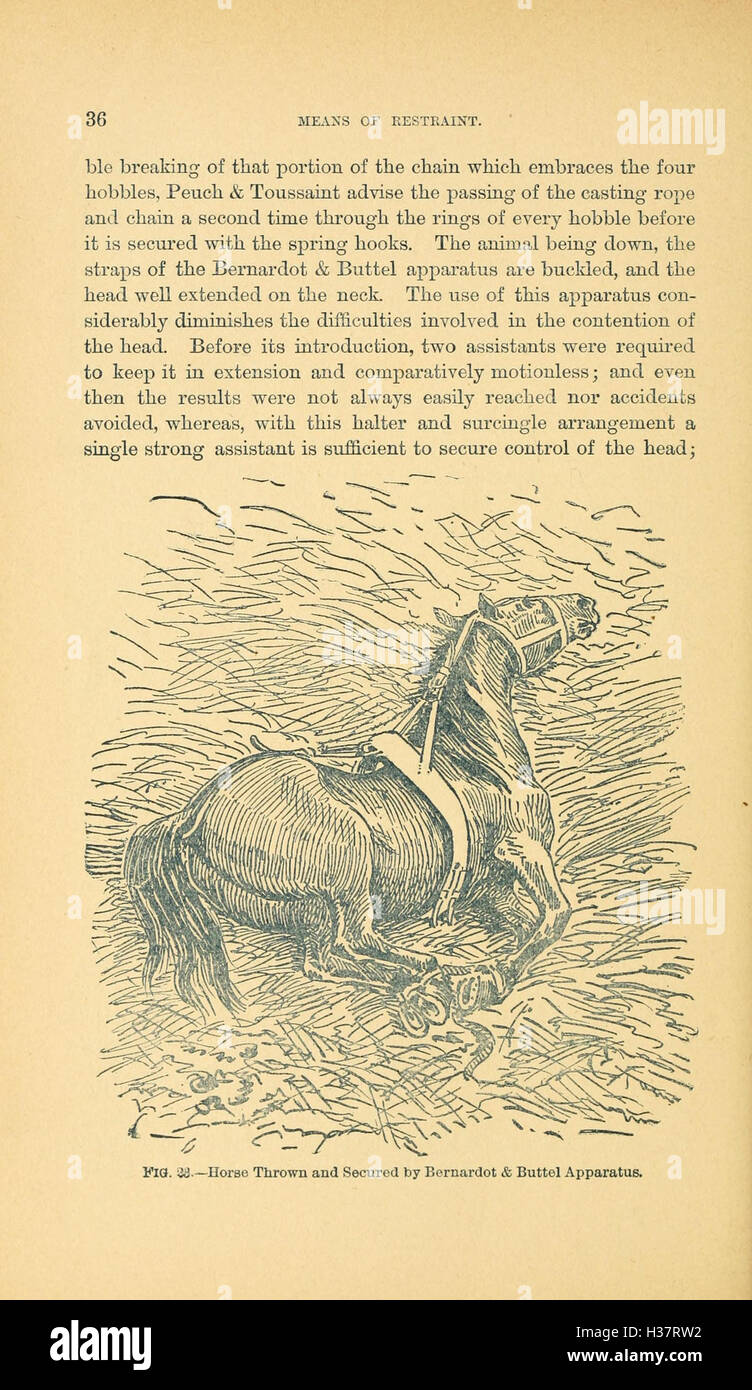 Manual of operative veterinary surgery (Page 36) BHL204 Stock Photo - Alamy