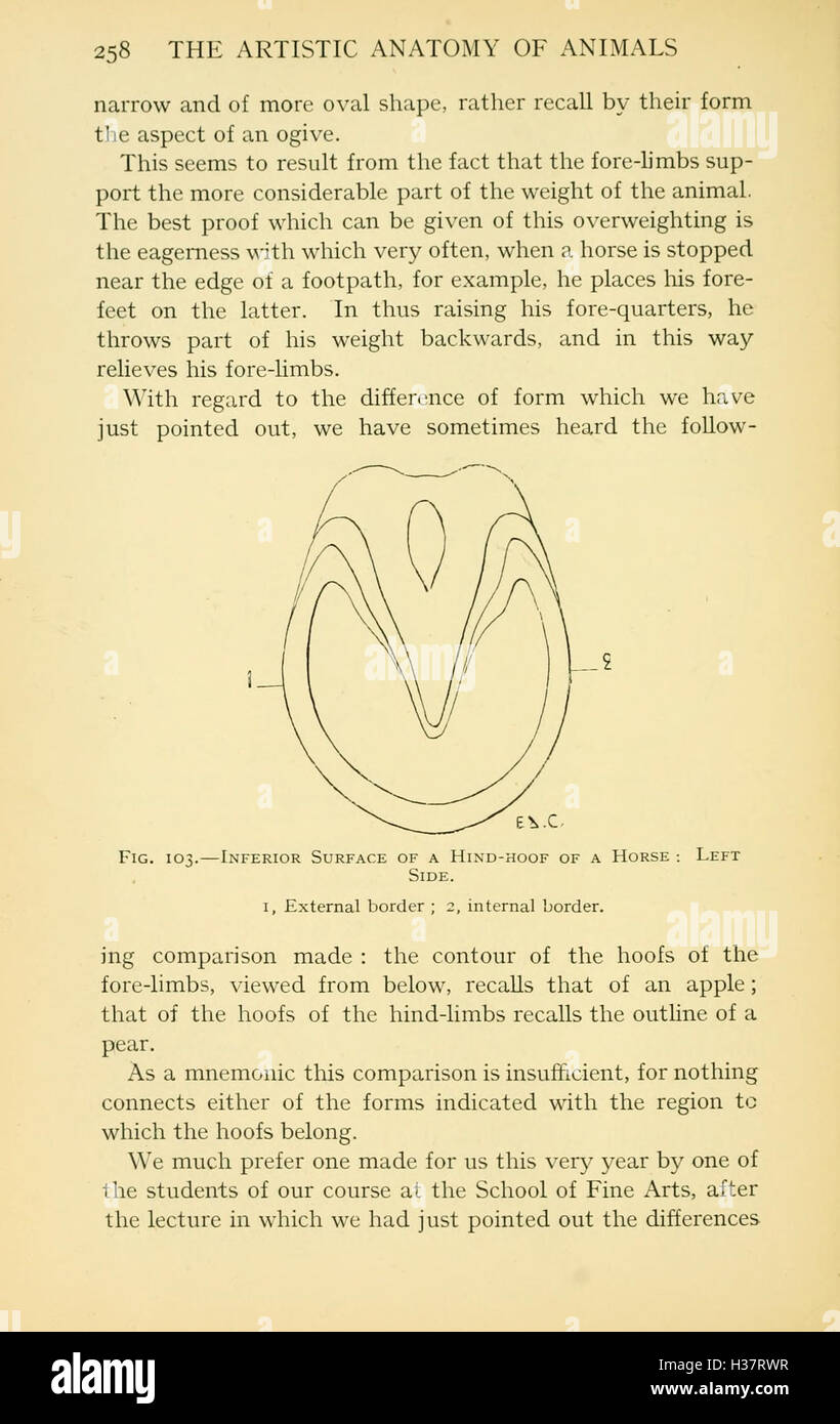 Artistic anatomy of animals (Page 258) BHL228 Stock Photo - Alamy