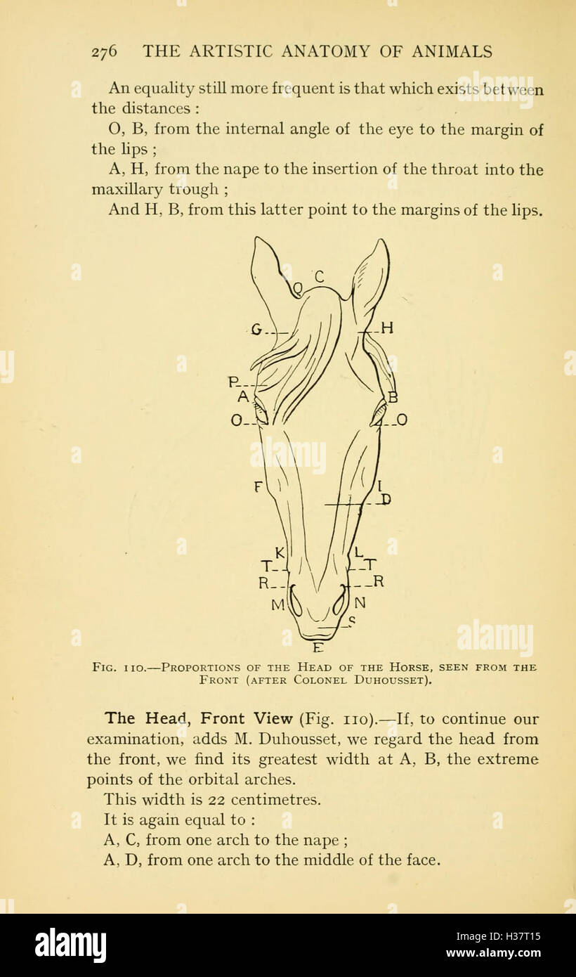 The book on 'Artistic Anatomy of Animals' offers an in-depth look at ...
