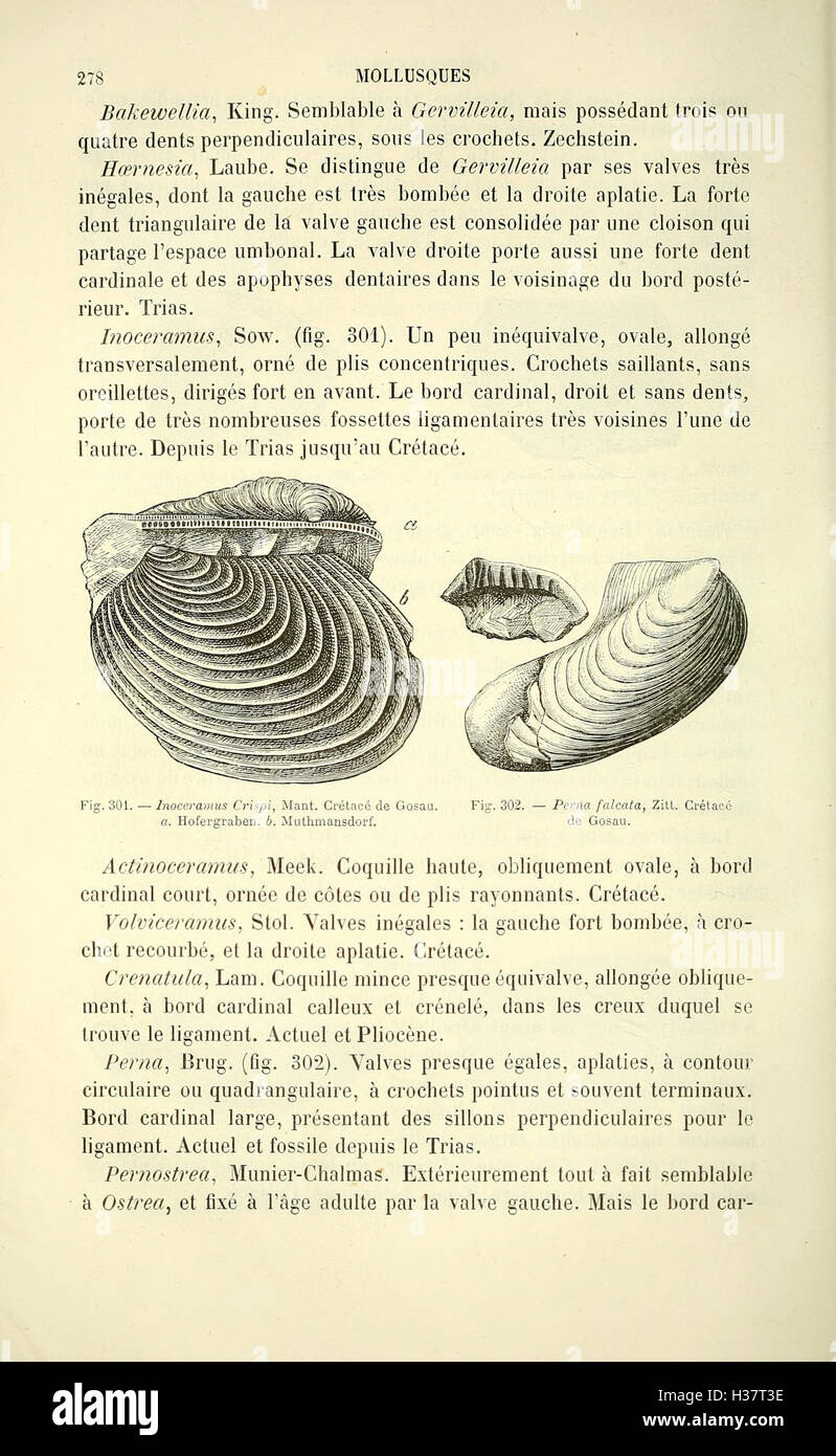 Geological time scale fossils hi-res stock photography and images - Alamy