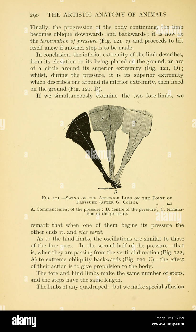 This work explores the anatomy of animals through an artistic lens ...