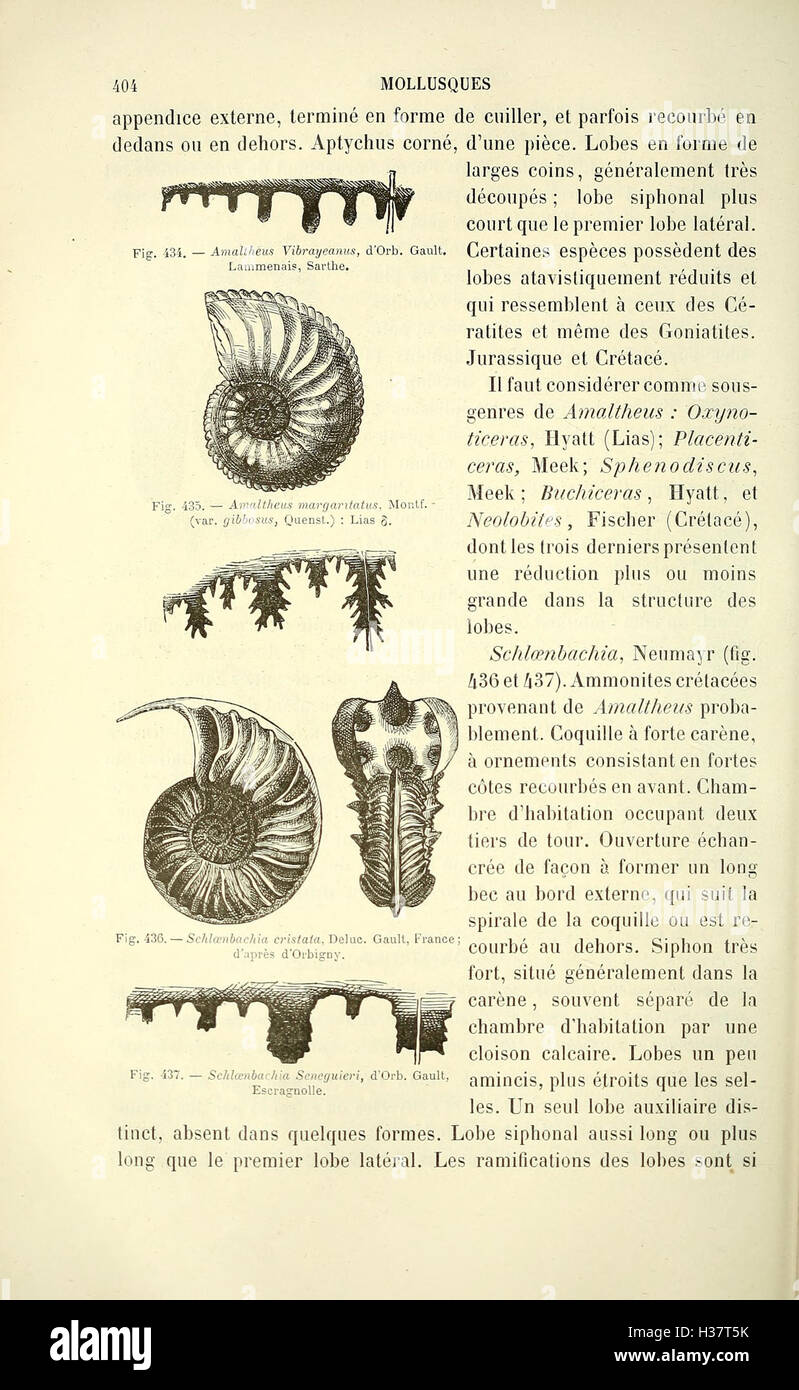 An expanded section of the paleontology manual, focusing on advanced ...