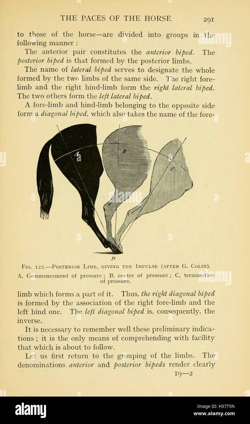 Various animal skeletal structures hi-res stock photography and images ...