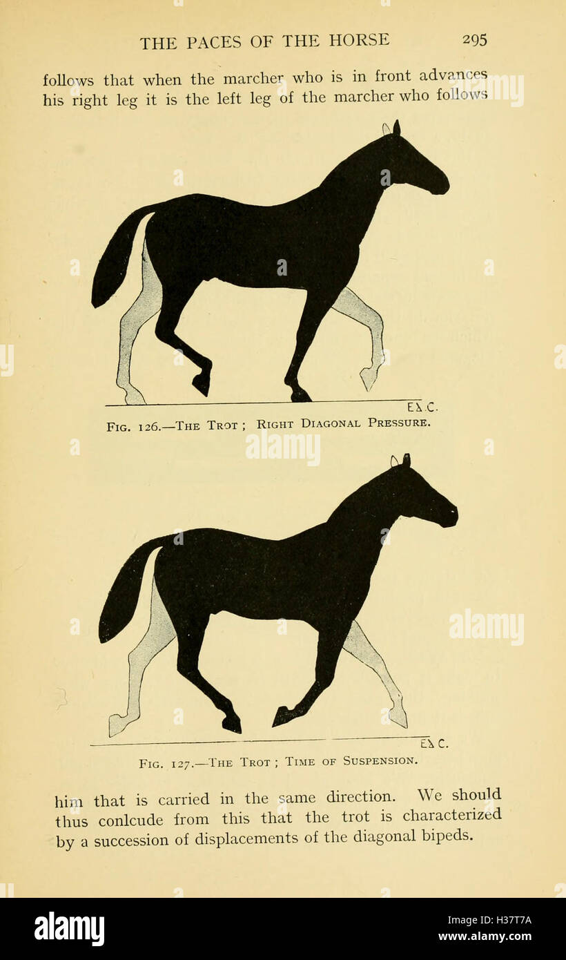This work examines the anatomical structure of animals through artistic ...