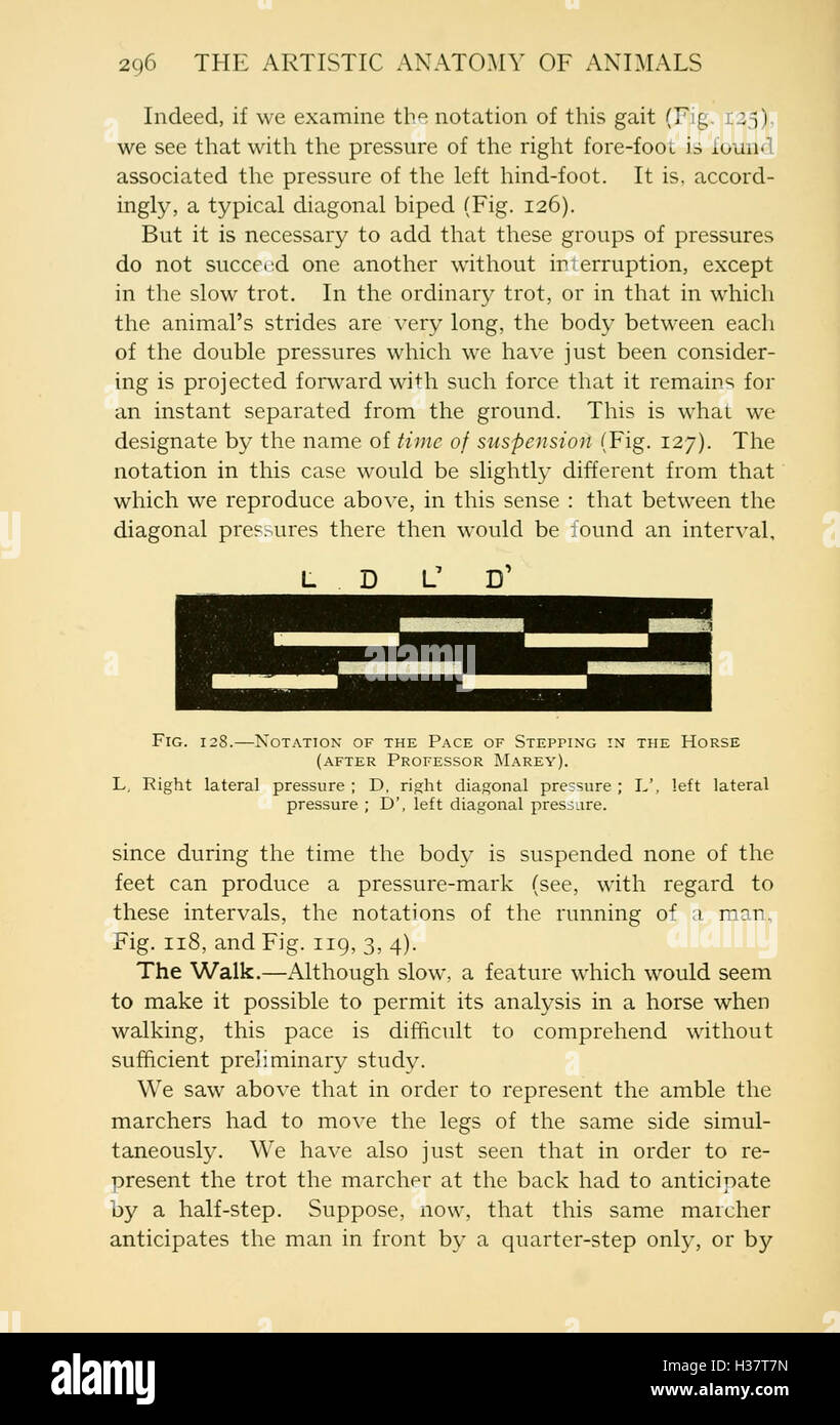 This work explores the anatomical structure of animals from an artistic ...