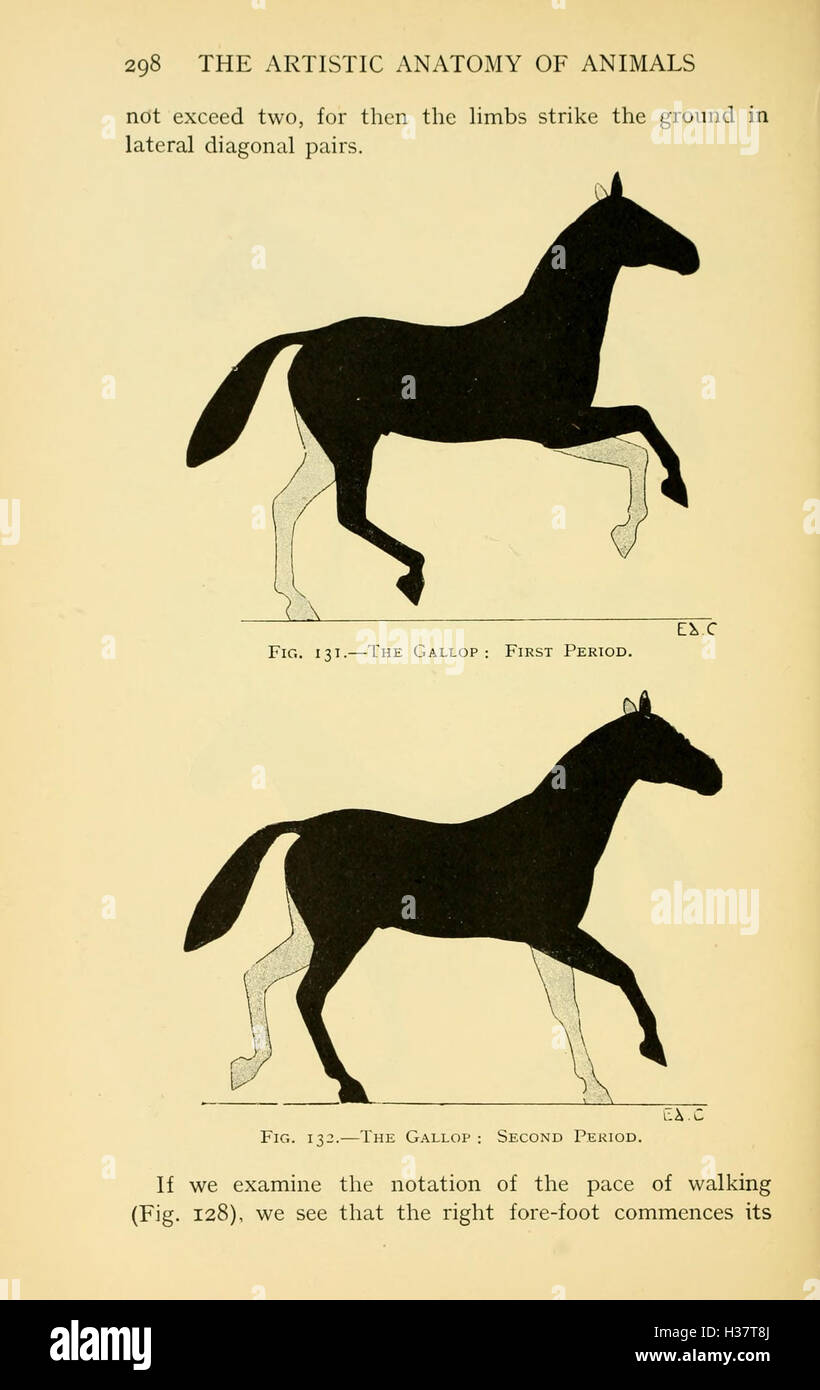 This work on artistic anatomy of animals provides detailed ...