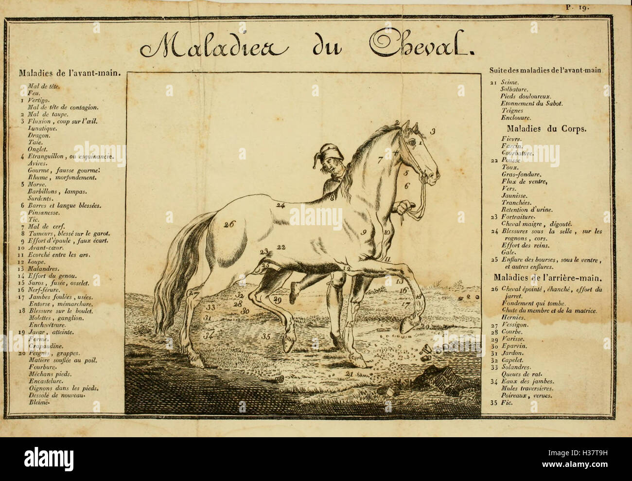 This French veterinary manual provides insights into the diseases of ...