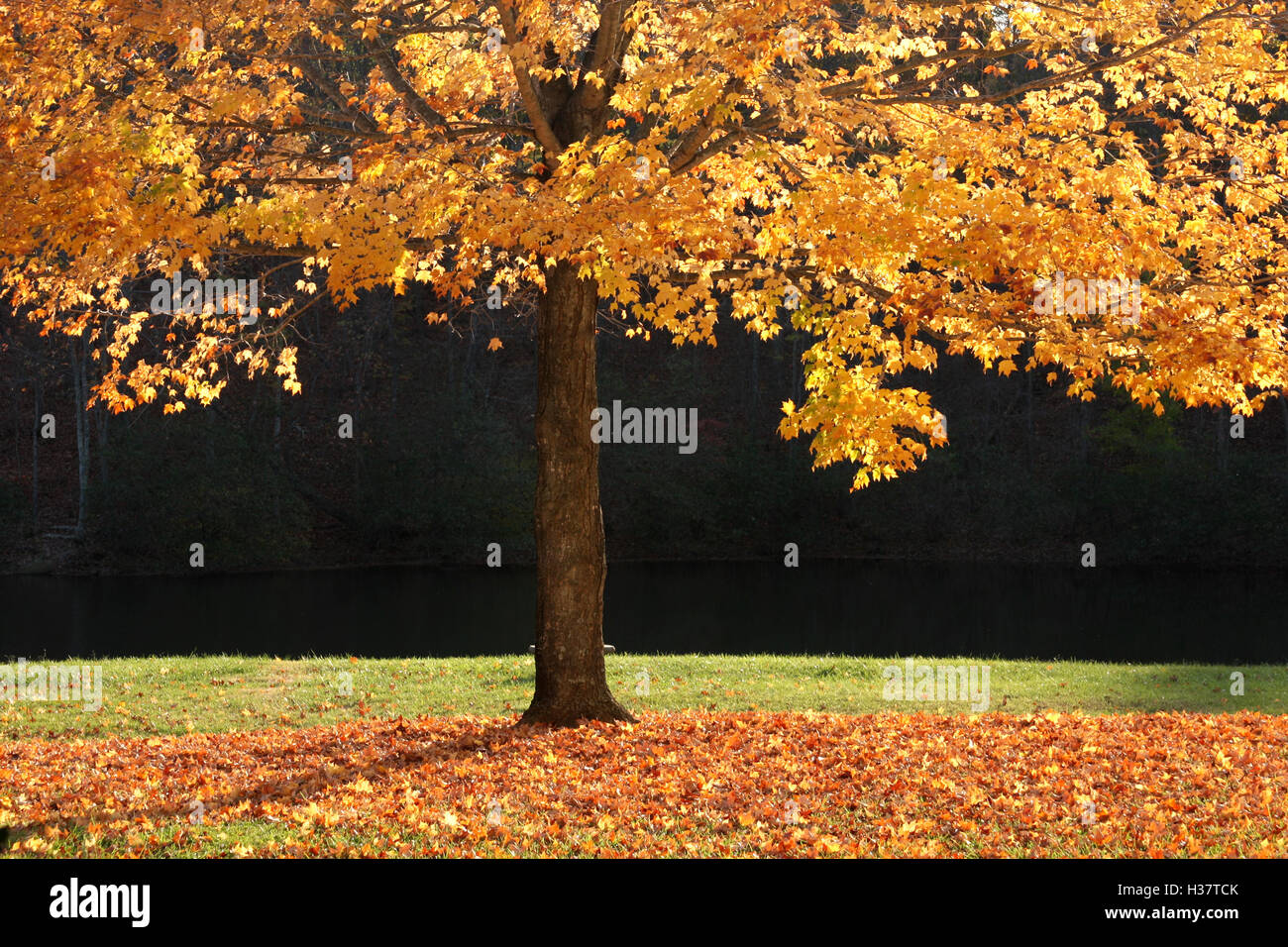 Yellow maple tree in autumn Stock Photo - Alamy