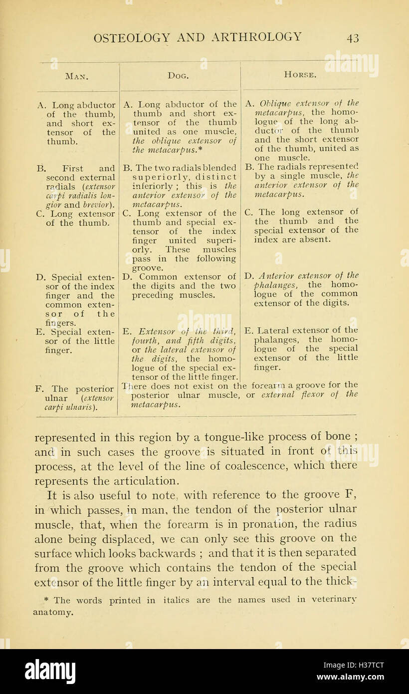 This work examines the artistic representation of animal anatomy ...