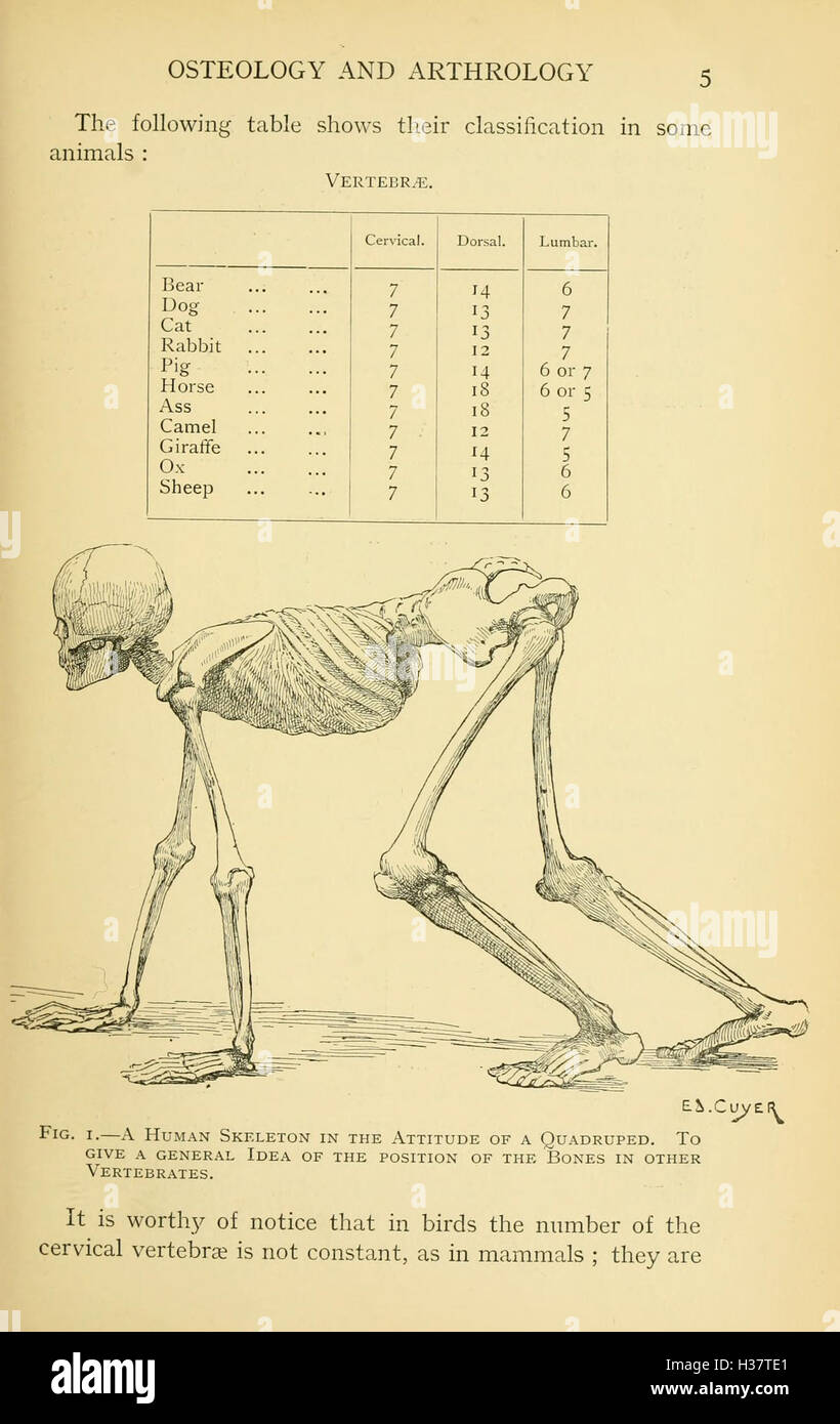 This book provides a detailed study of animal anatomy through artistic ...