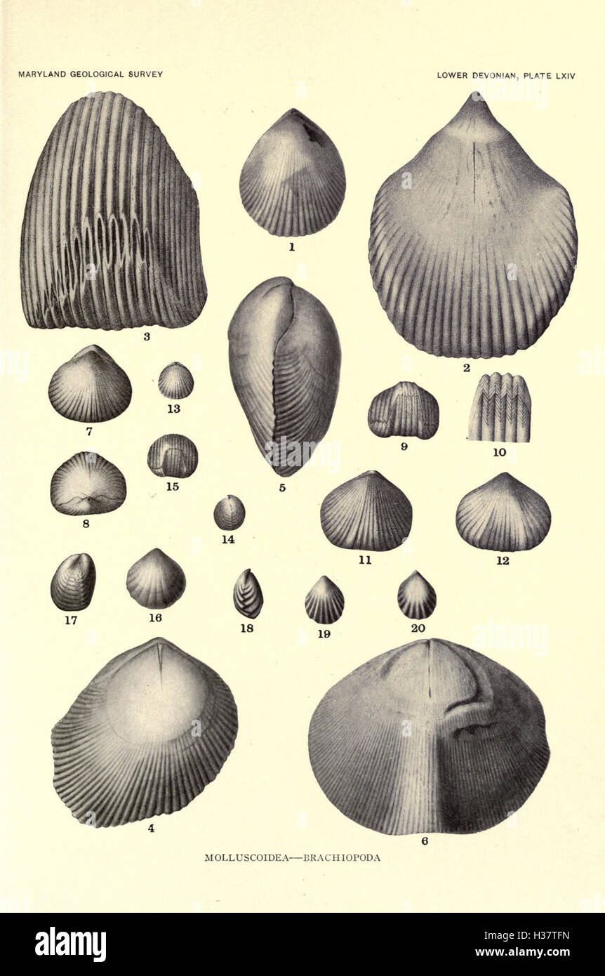 A geological survey of Maryland, detailing the state's geology, mineral ...