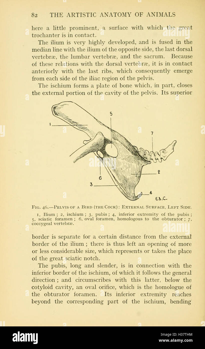 Artistic anatomy of animals (Page 82) BHL228 Stock Photo - Alamy