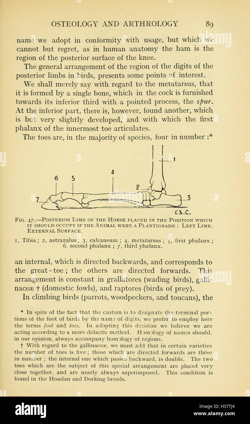 This book offers a detailed study of animal anatomy through artistic ...