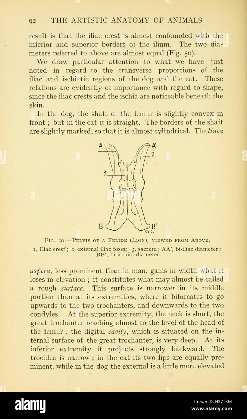 This work presents the artistic study of animal anatomy, blending ...