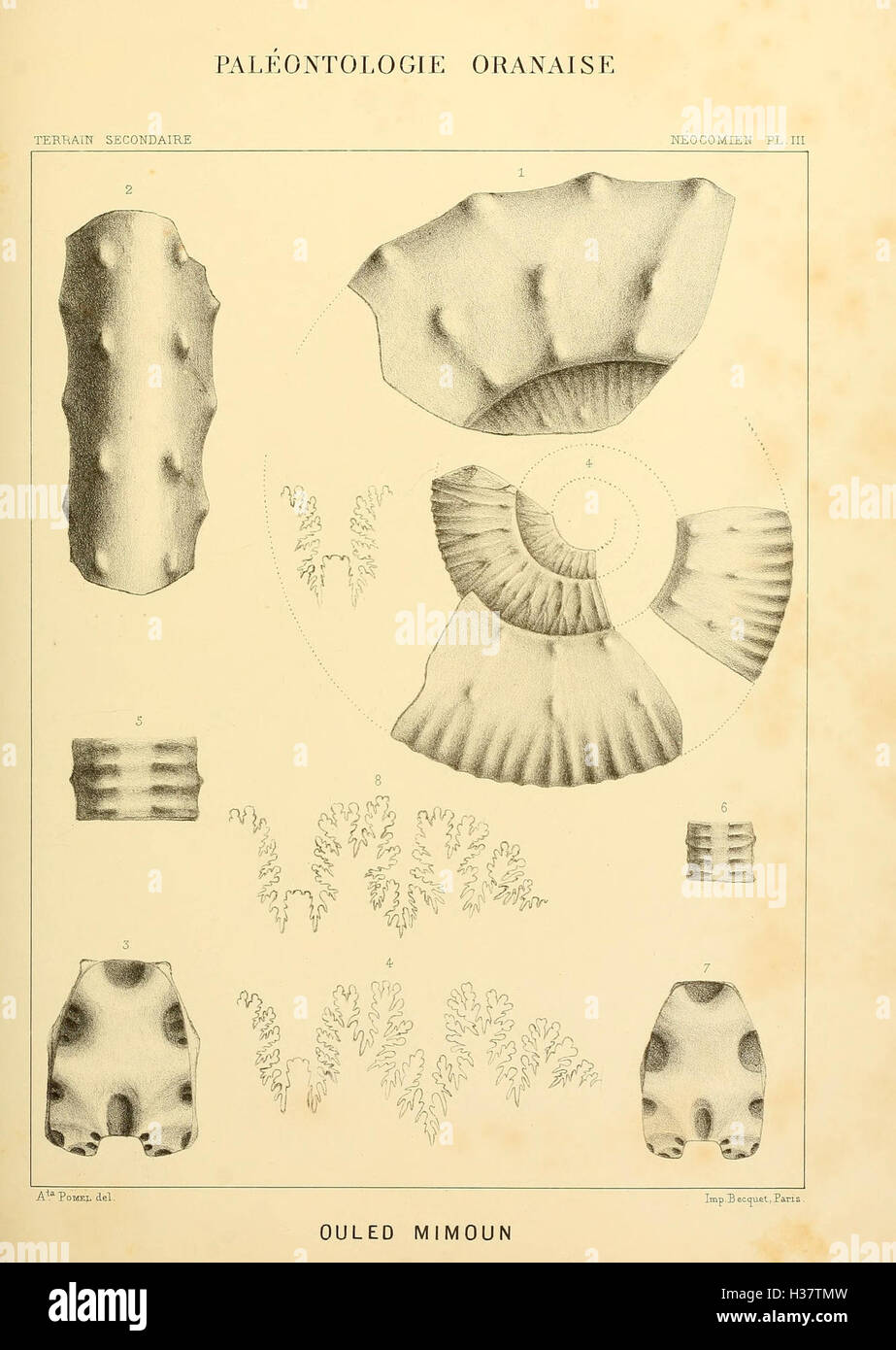 This work focuses on the geological features of Algeria, providing ...