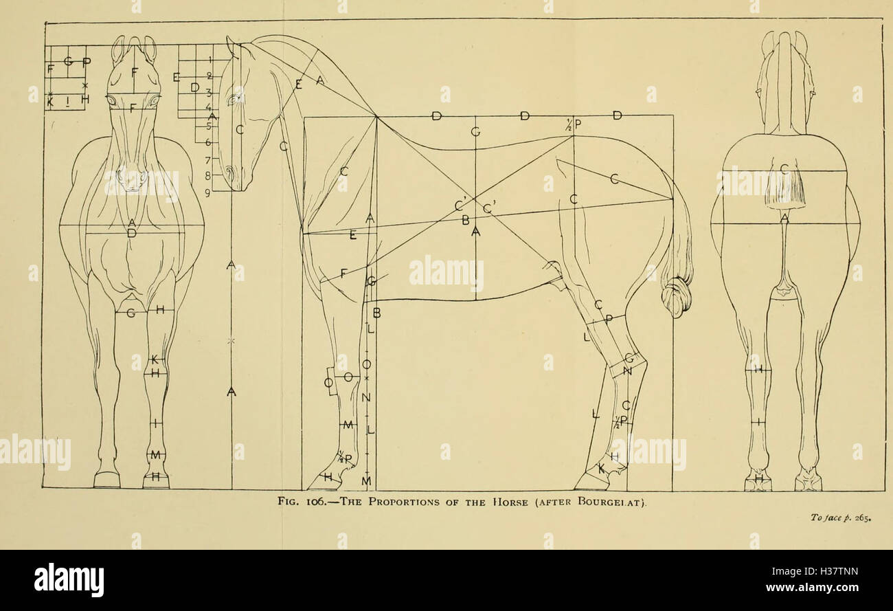 This text explores the anatomical structure of animals with a focus on ...