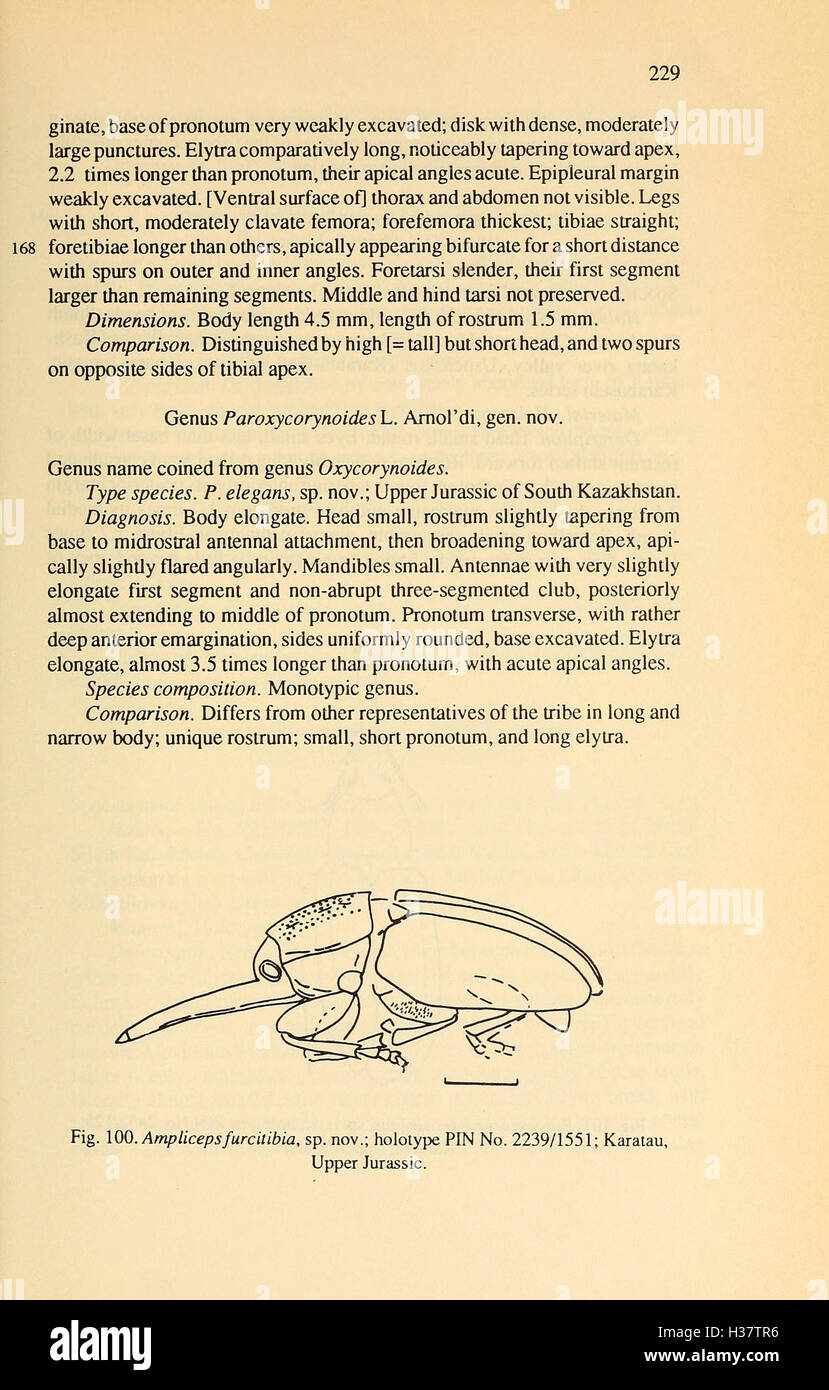This page examines Mesozoic-era Coleoptera, focusing on the fossilized ...