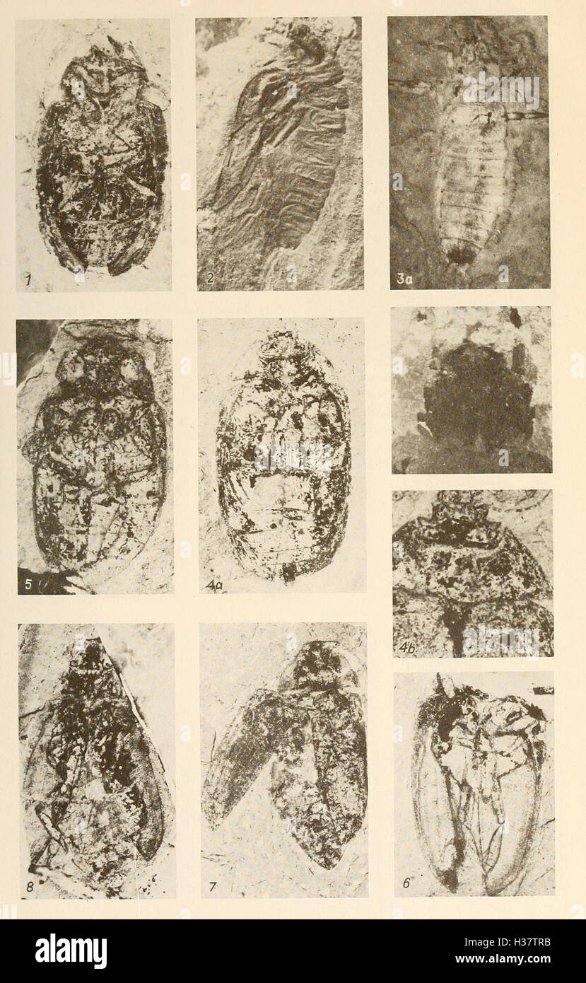 This page presents the Mesozoic-era beetles, focusing on fossilized ...