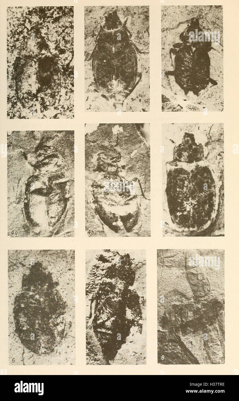 An exploration of Mesozoic-era beetles, focusing on their evolutionary ...