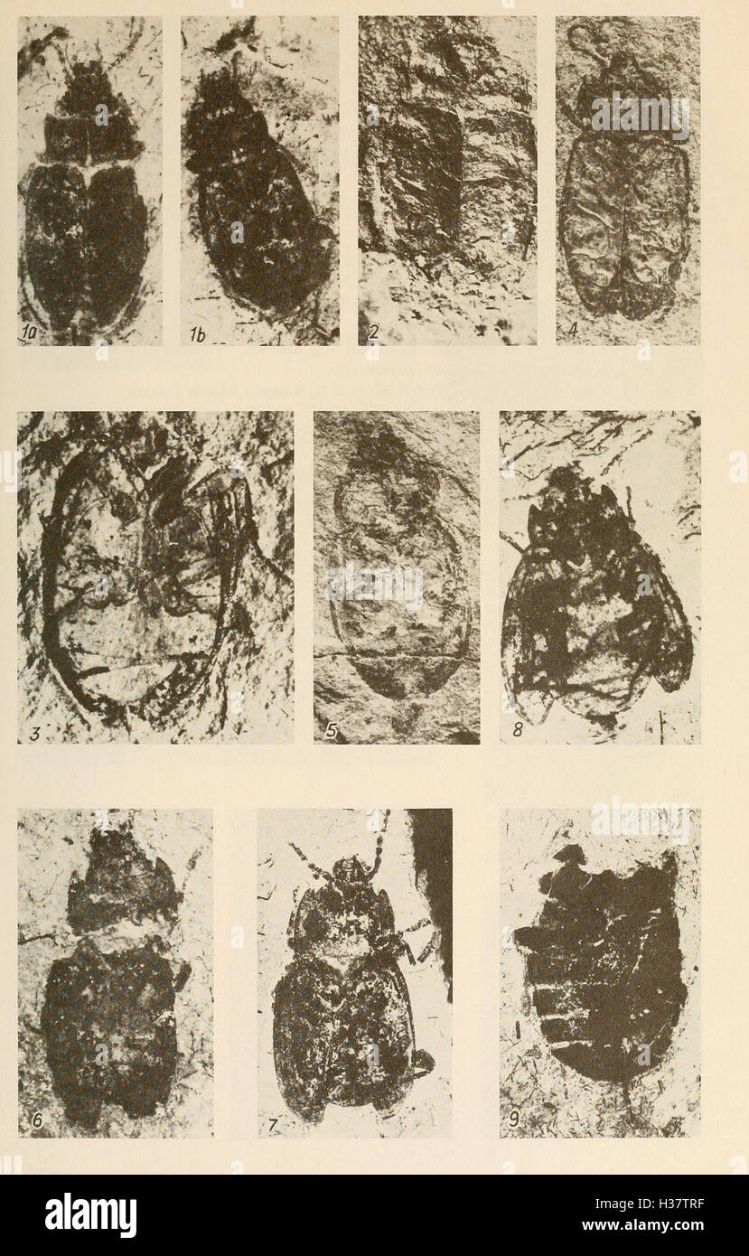 This work discusses the study of Coleoptera from the Mesozoic era ...