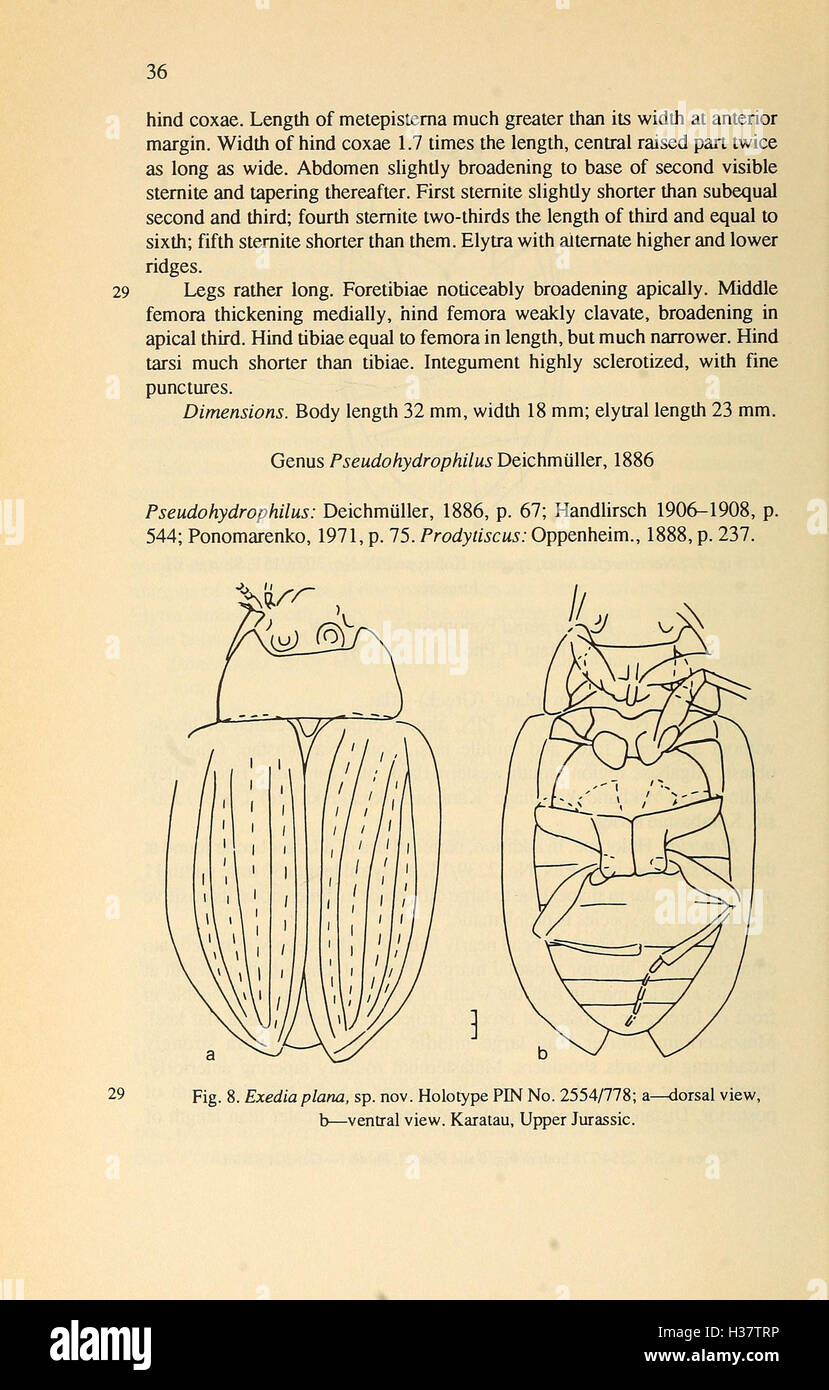 This text discusses the Mesozoic era's beetles, including species ...