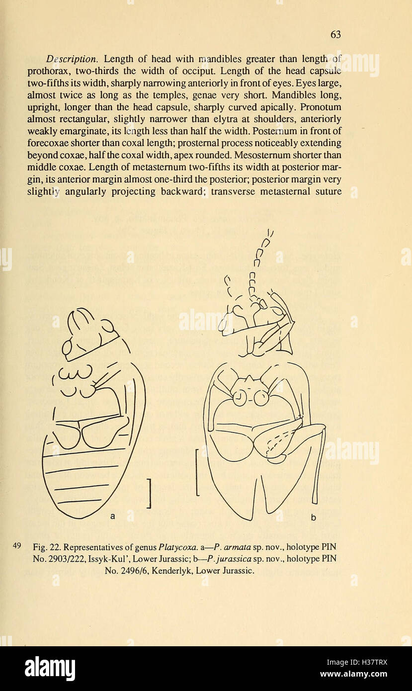 This page discusses Mesozoic Coleoptera, detailing the evolution and ...