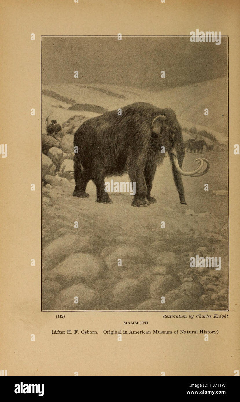 This work showcases various powerful animals, exploring their size ...