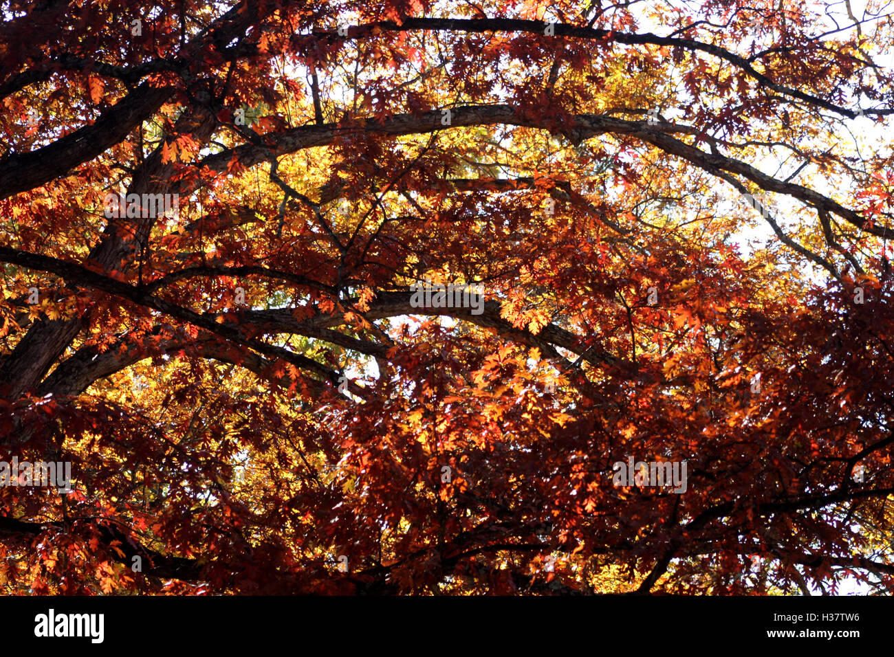 Trees in the woods changing colors in autumn Stock Photo - Alamy