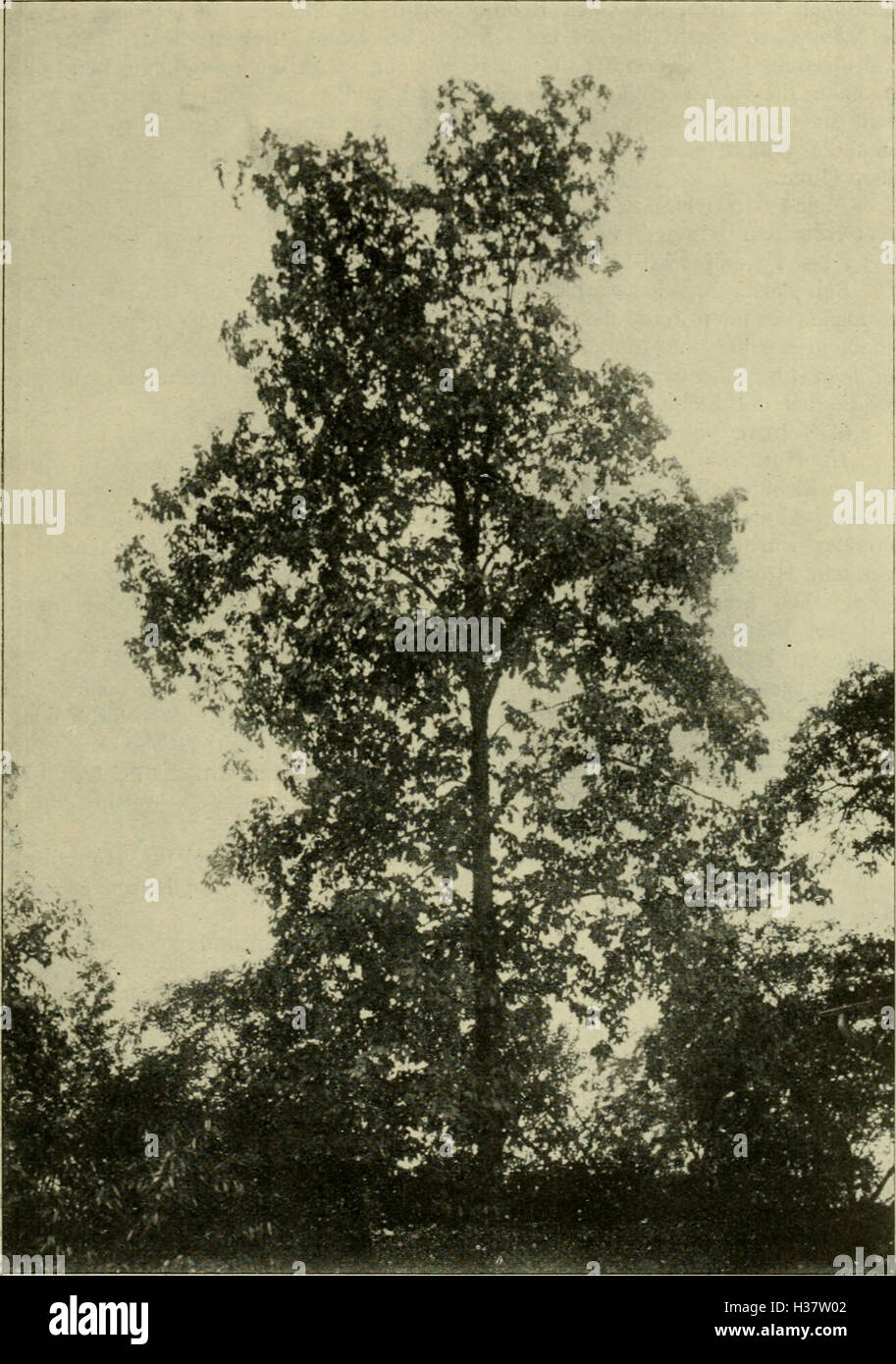 This 1912 publication from the German Dendrological Society covers ...