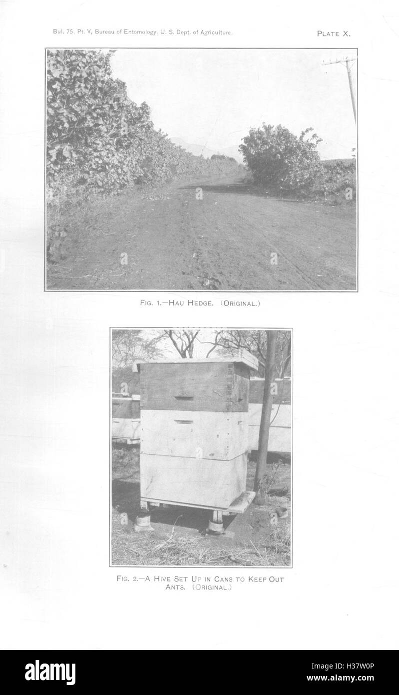 Honey bee populations Black and White Stock Photos & Images - Alamy