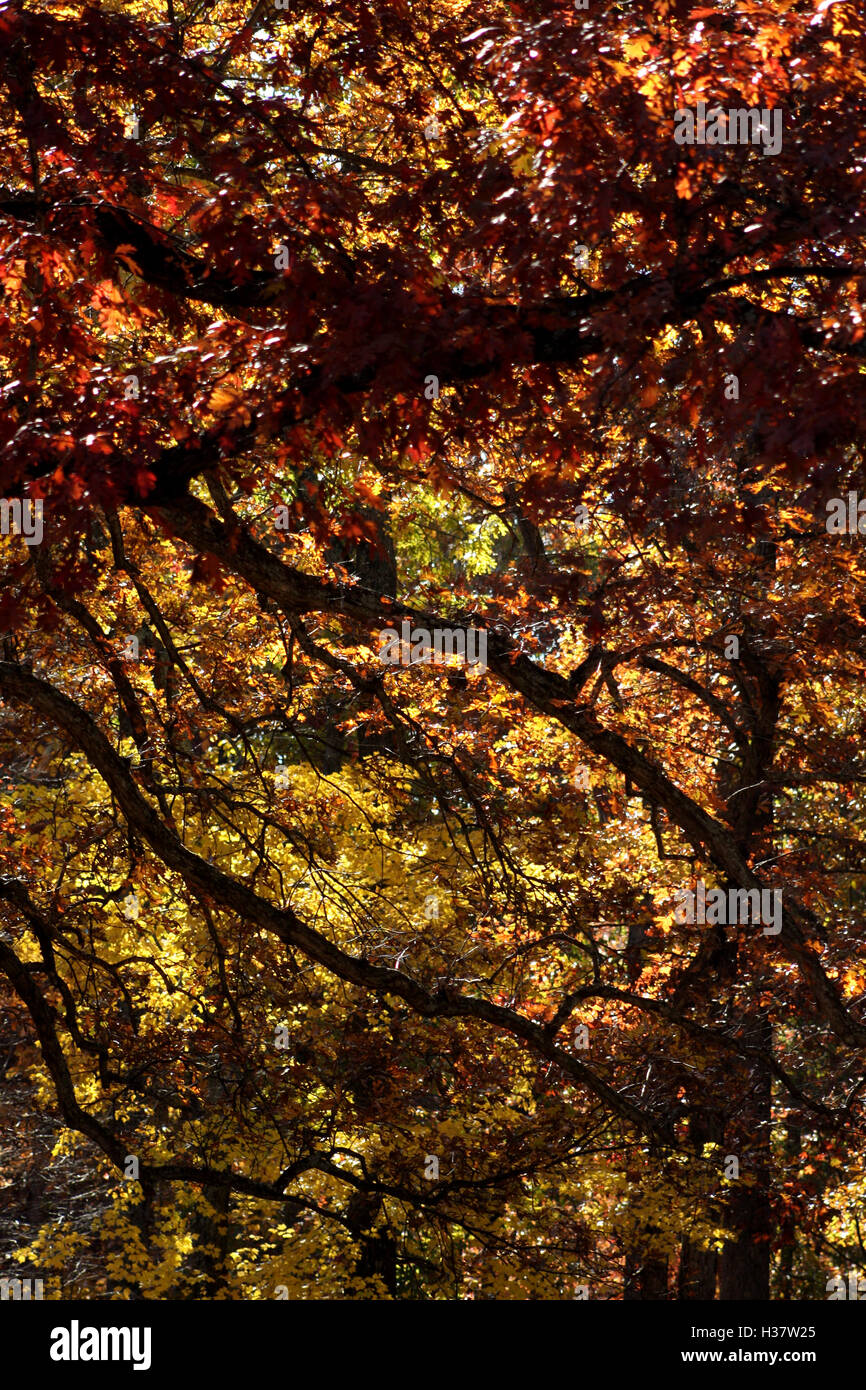 Trees in the woods changing colors in autumn Stock Photo - Alamy