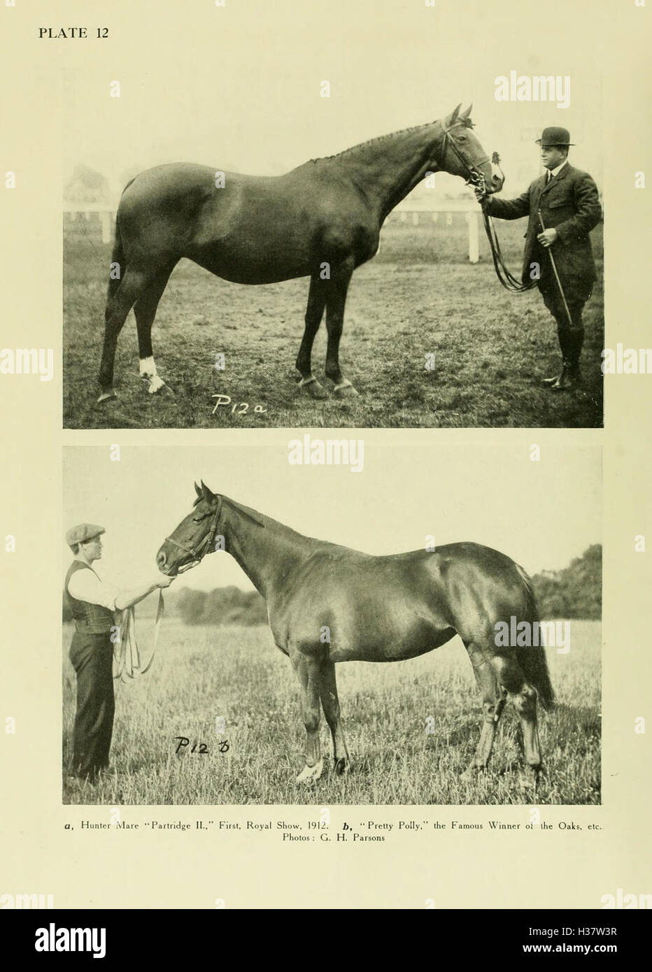 This guide covers the practices of modern horse management, including ...