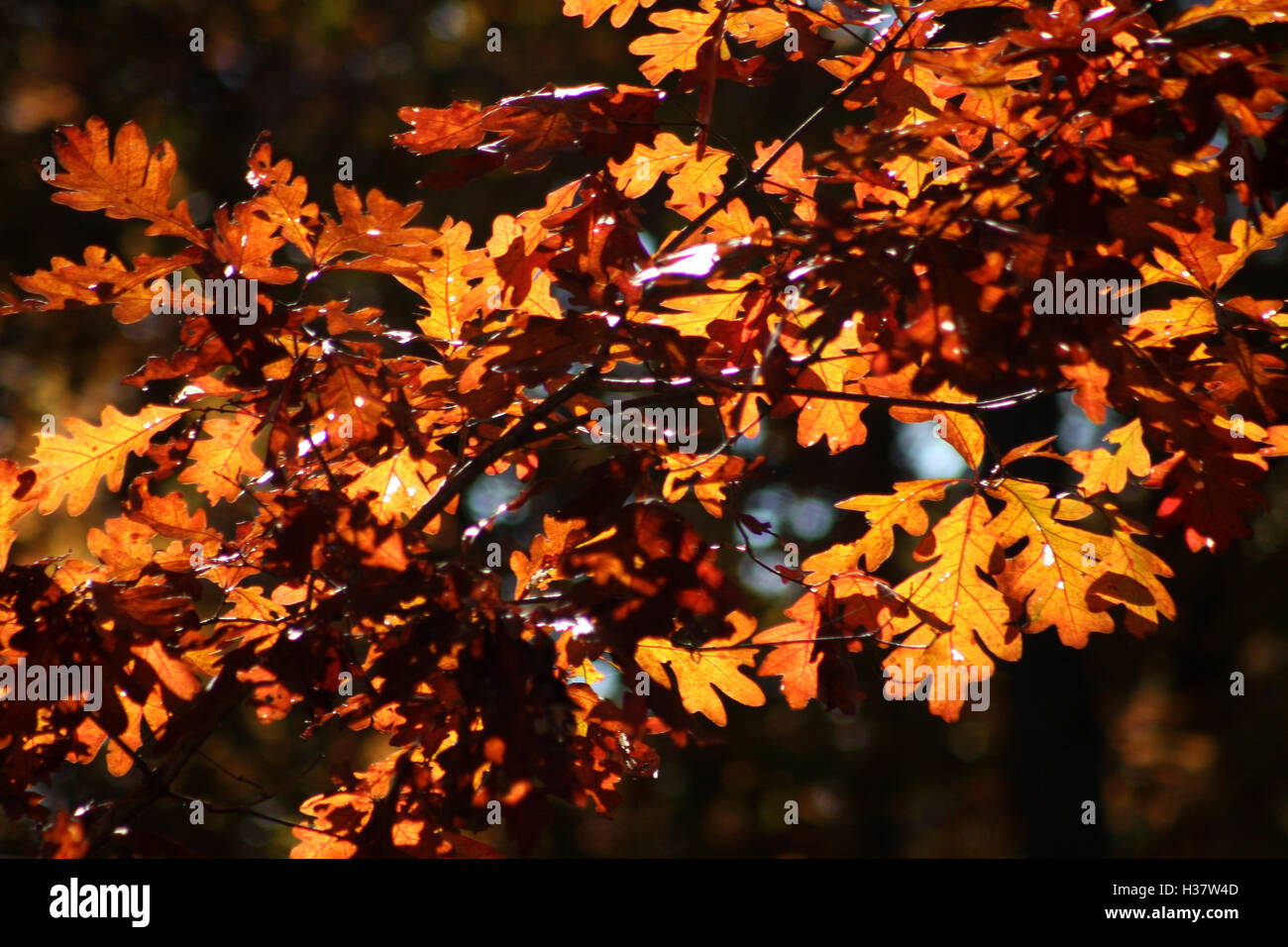 Branch with oak leaves changing color in autumn Stock Photo - Alamy