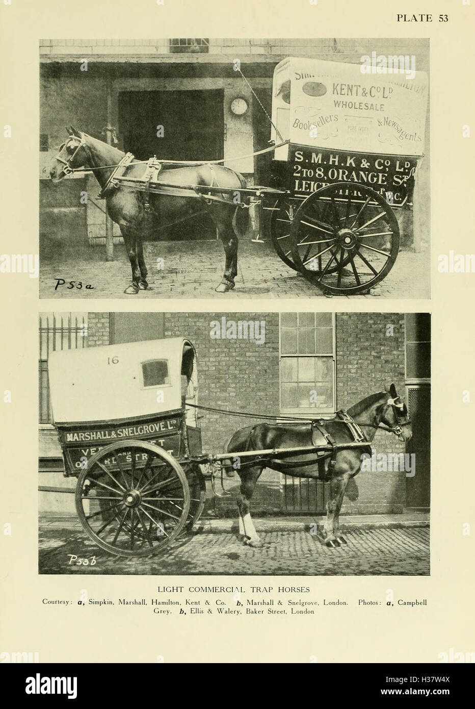 A modern approach to horse management, focusing on health care, stable ...