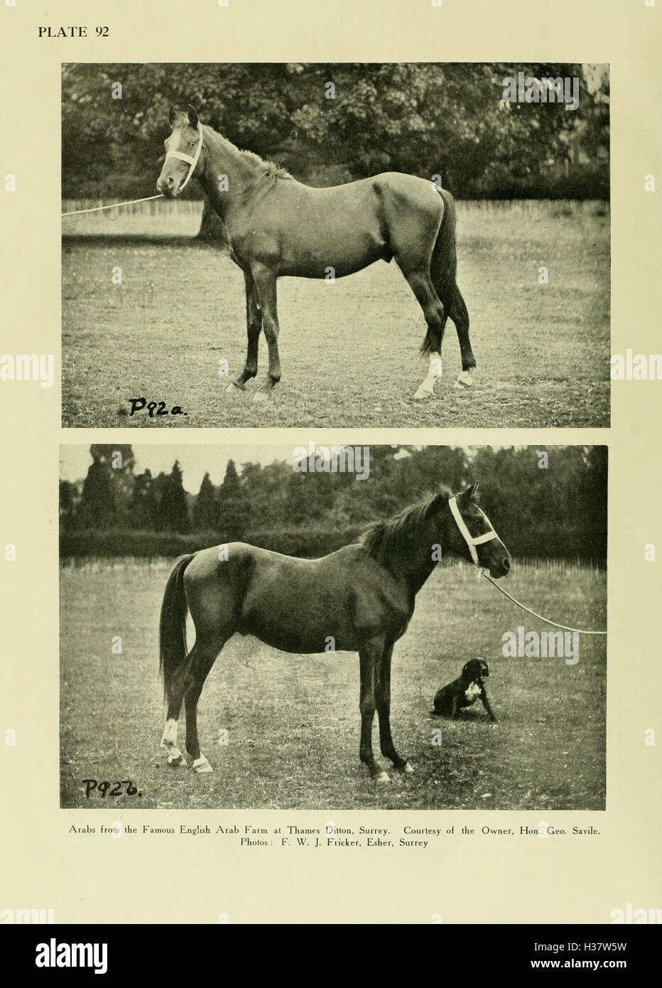 This guide covers contemporary practices in horse management, focusing ...