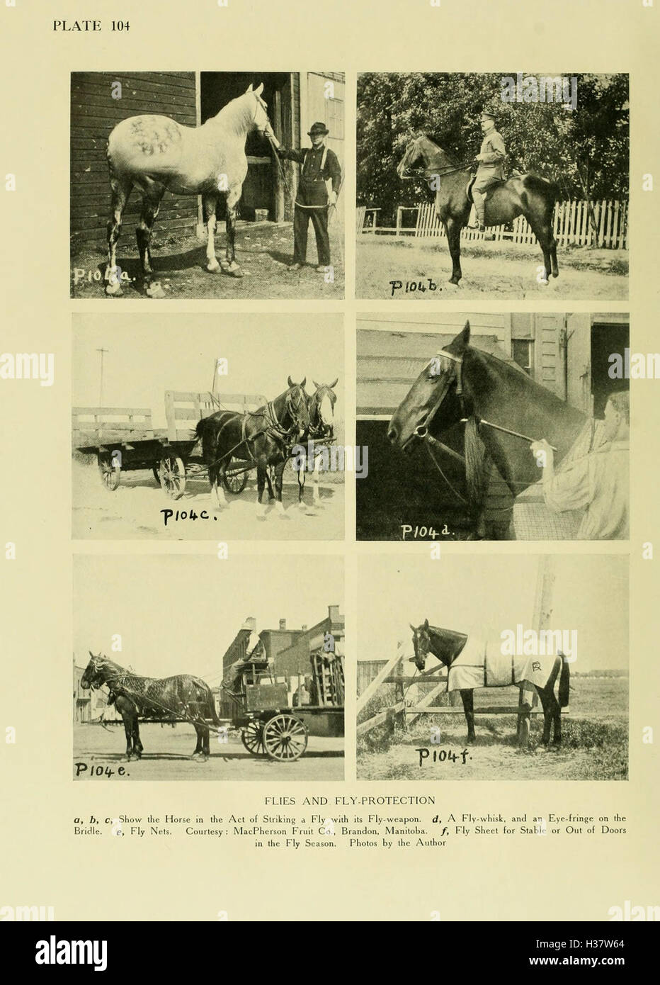 This work focuses on contemporary techniques in horse management ...