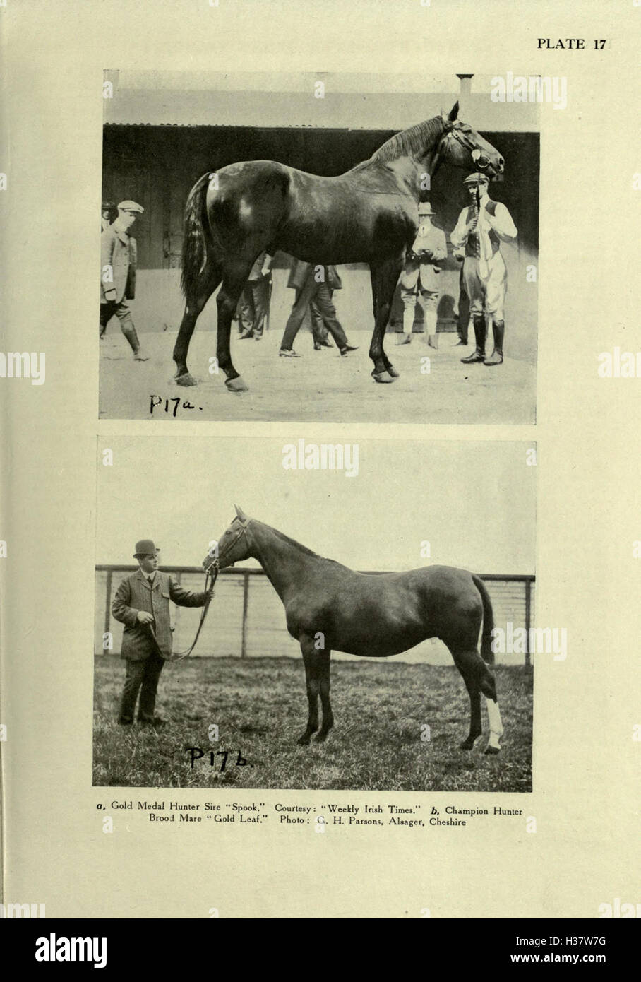 This page offers insights into contemporary methods of horse management ...