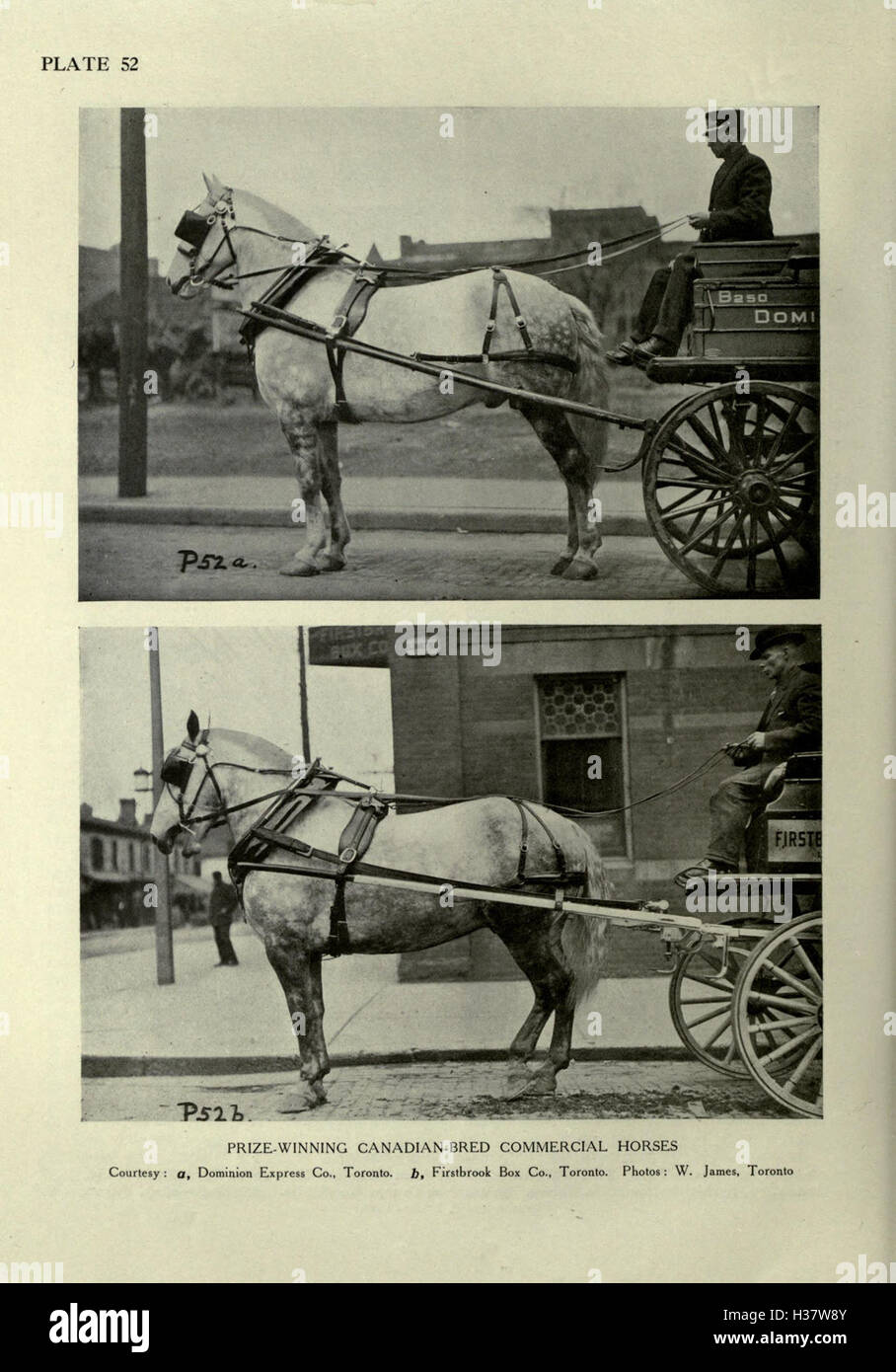 'Modern Horse Management' provides contemporary strategies for managing ...