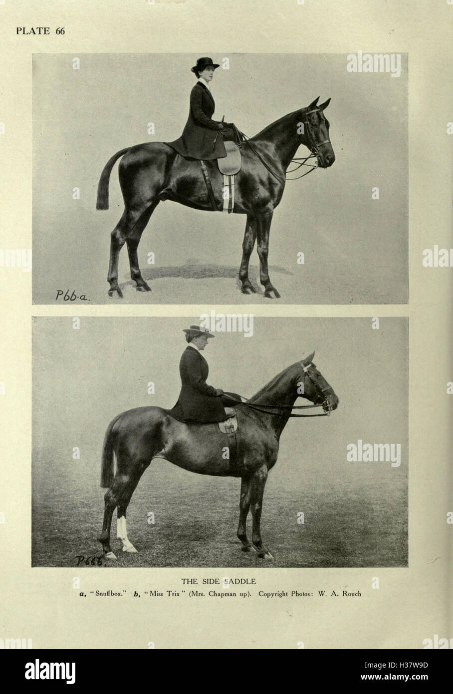 'Modern Horse Management' explores contemporary techniques and ...